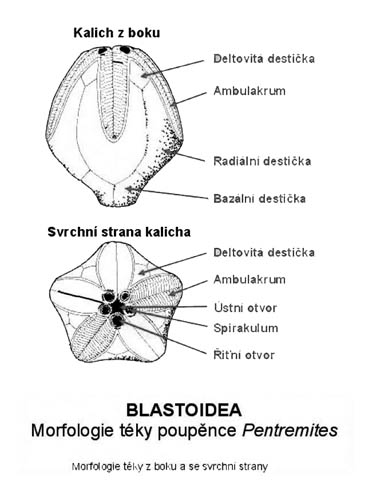 fossil-alma-blastozoa