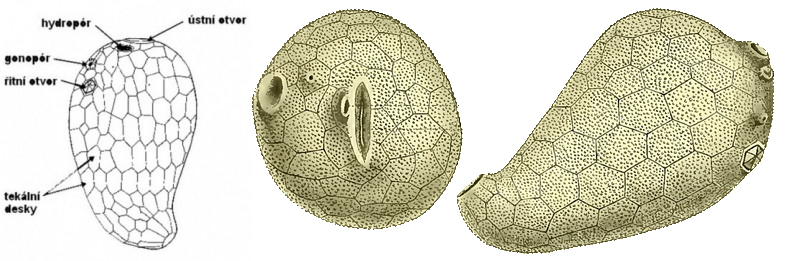 fossil-alma-blastozoa