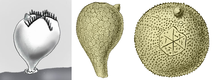 fossil-alma-blastozoa