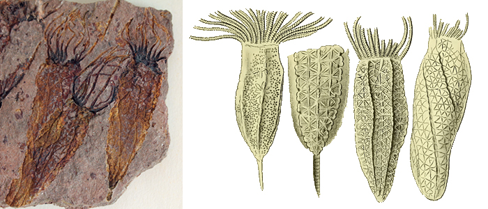 fossil-alma-blastozoa