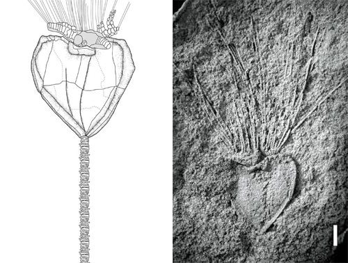 fossil-alma-blastozoa