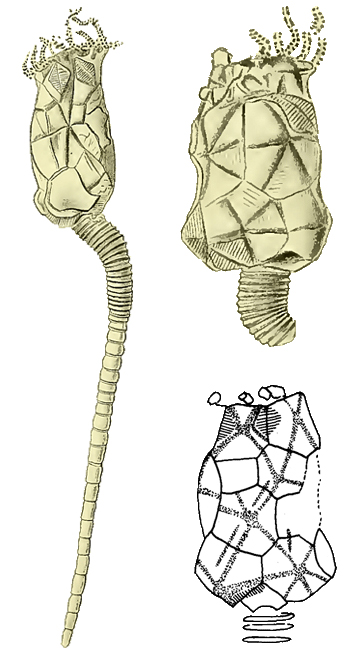 fossil-alma-blastozoa