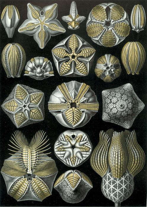 fossil-alma-blastozoa